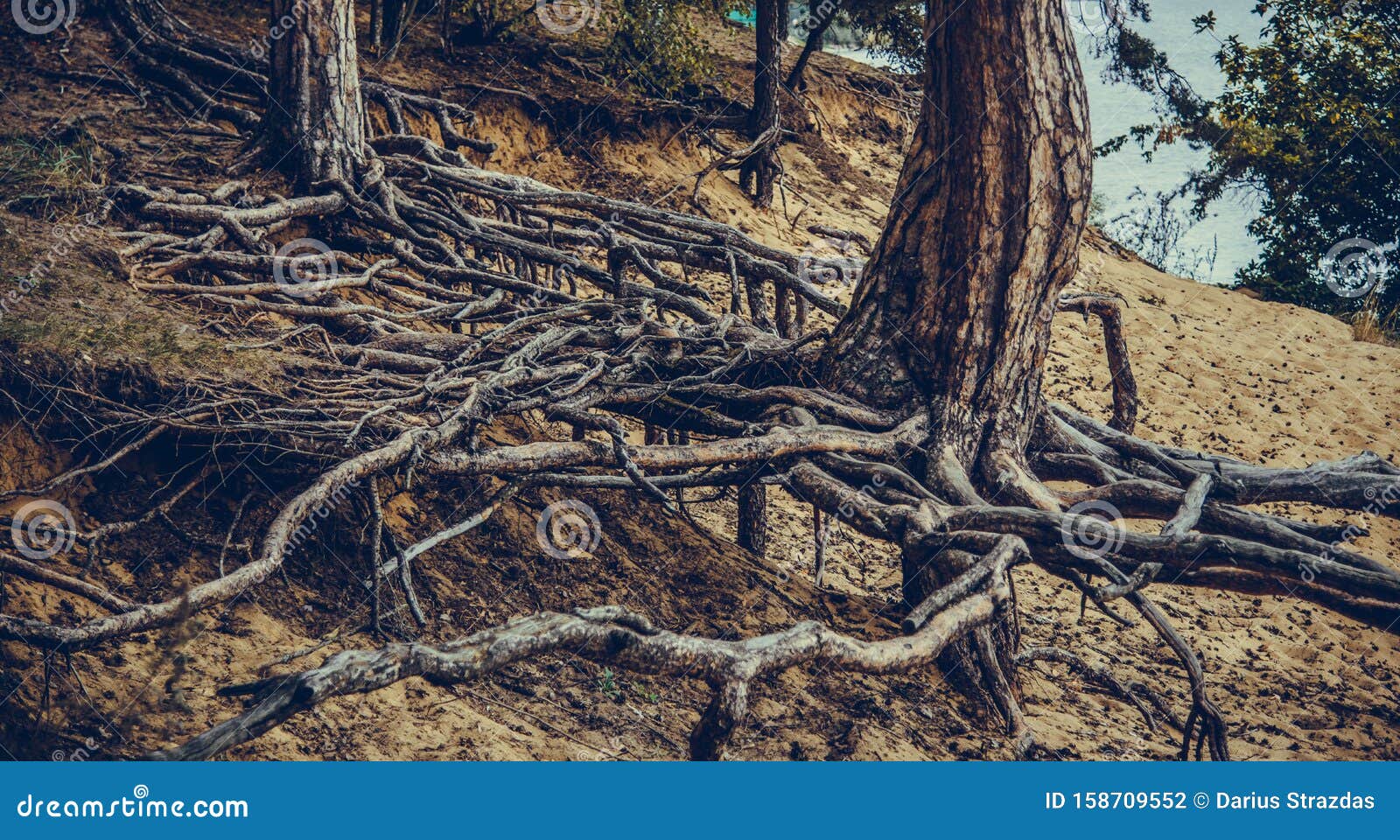Long tree roots stock photo. Image of organic, forest - 158709552