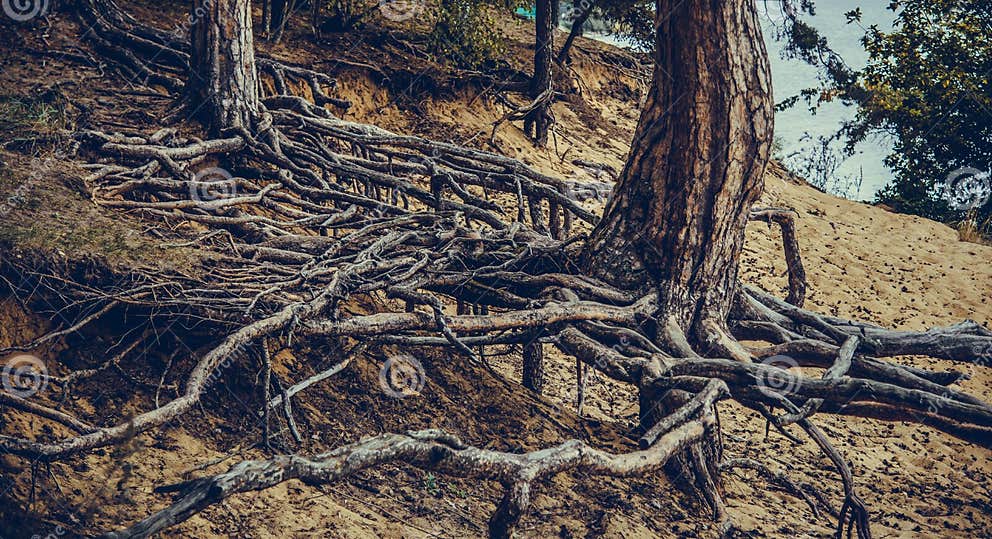 Long tree roots stock photo. Image of organic, forest - 158709552