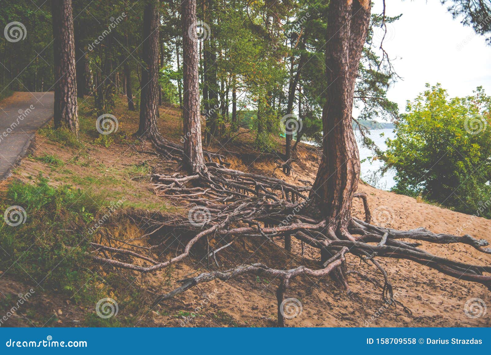 Long Tree Roots of Pine Tree Stock Photo - Image of magic, plant: 158709558