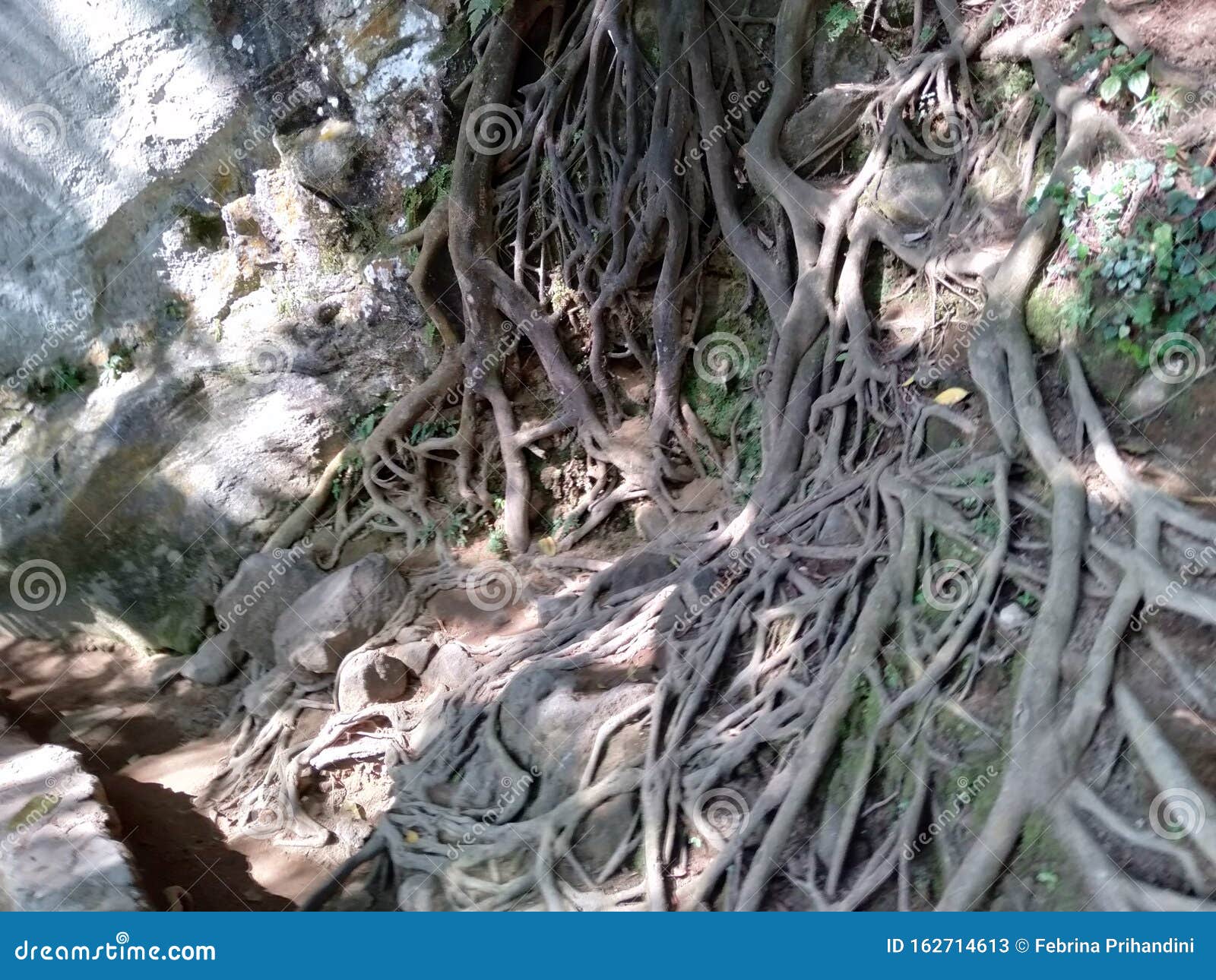 Long Tree Roots from the Top of the Cliff Stock Image - Image of canada ...