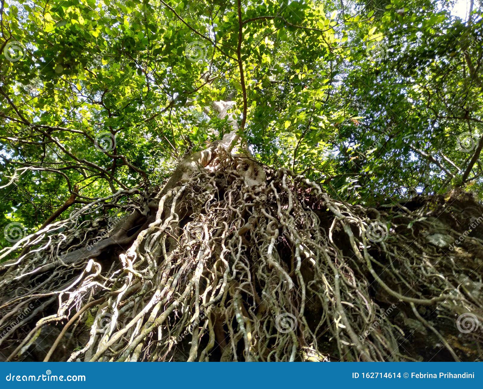 Long Tree Roots from the Top of the Cliff Stock Photo - Image of fall ...