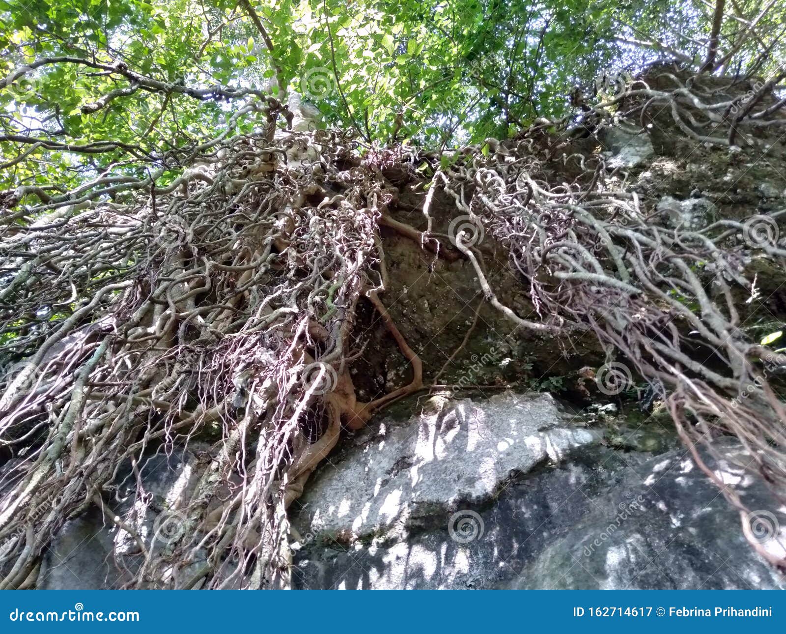 Long Tree Roots from the Top of the Cliff Stock Image - Image of green ...