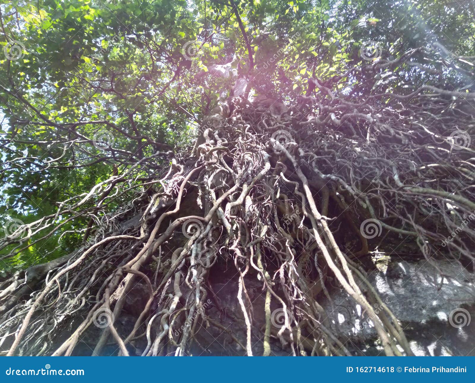 Long Tree Roots from the Top of the Cliff Stock Photo - Image of hope ...