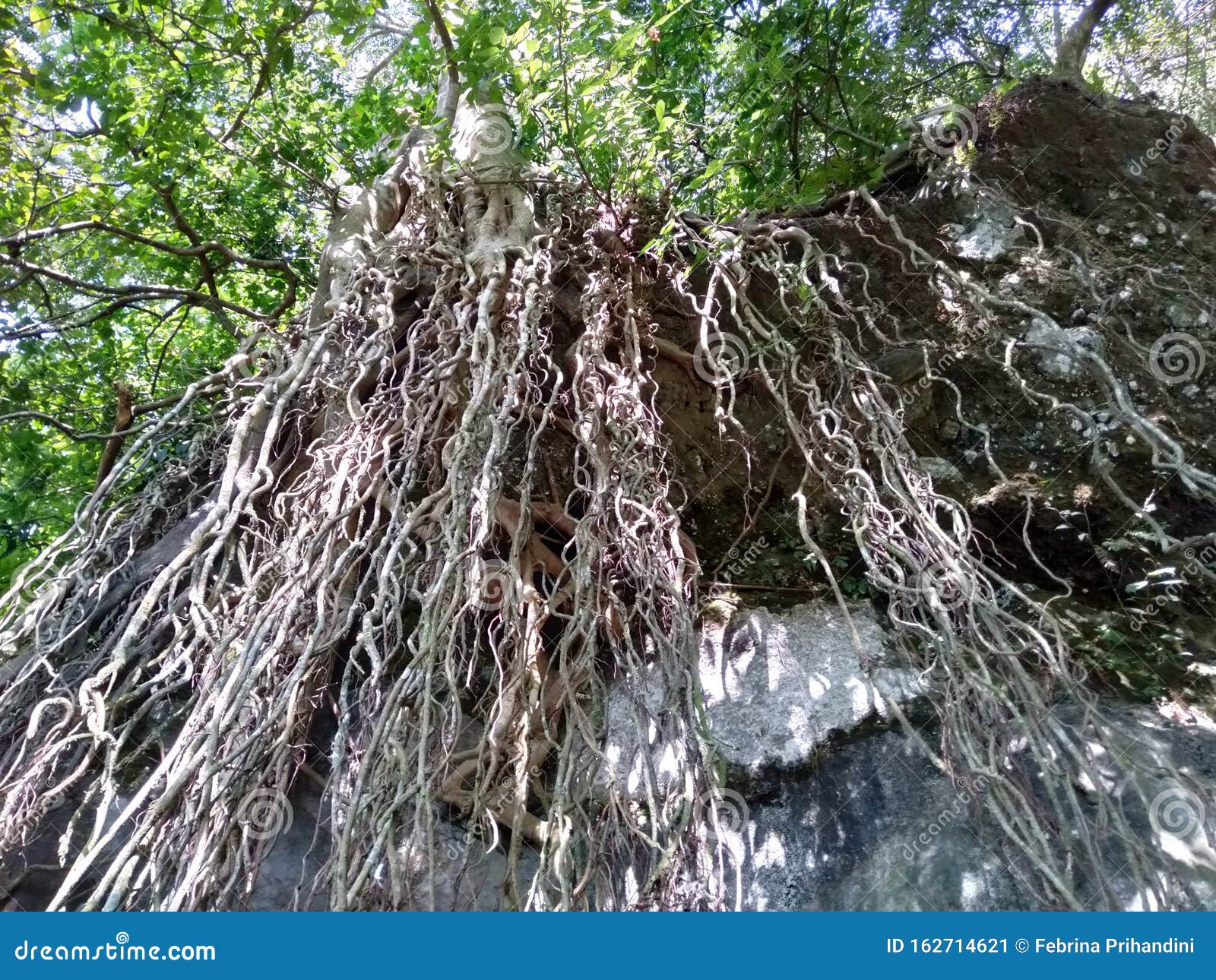 Long Tree Roots from the Top of the Cliff Stock Image - Image of scenic ...
