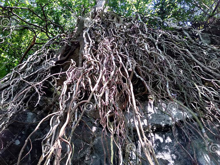 Long Tree Roots from the Top of the Cliff Stock Image - Image of ...