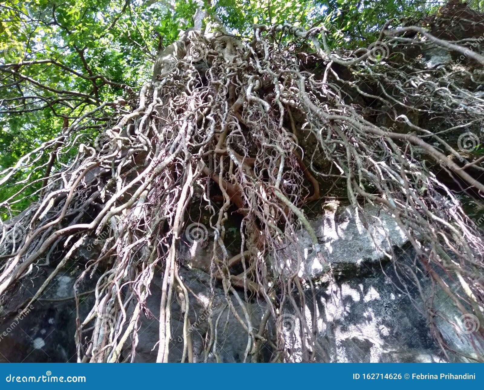 Long Tree Roots from the Top of the Cliff Stock Photo - Image of ...