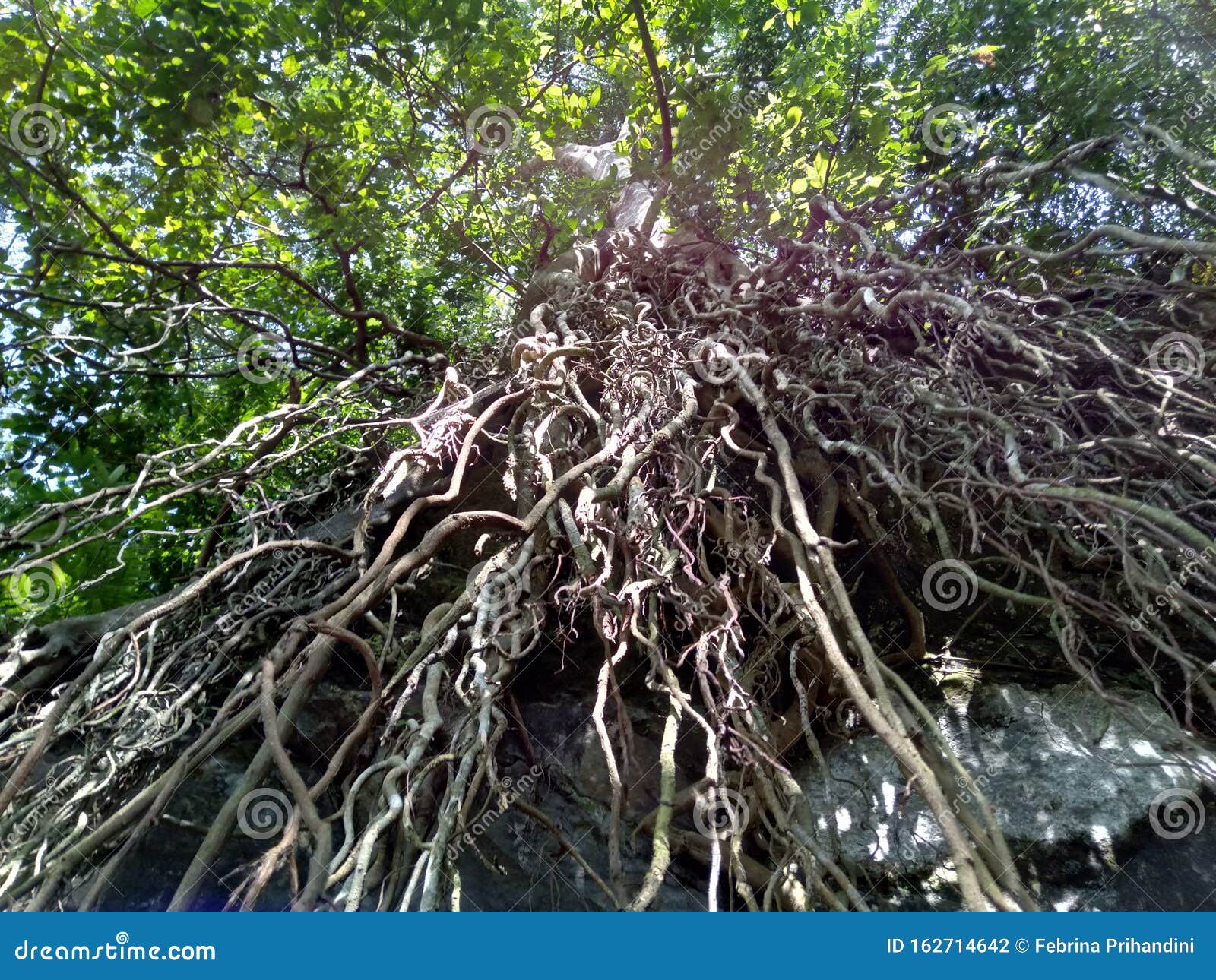 Long Tree Roots from the Top of the Cliff Stock Photo - Image of ...