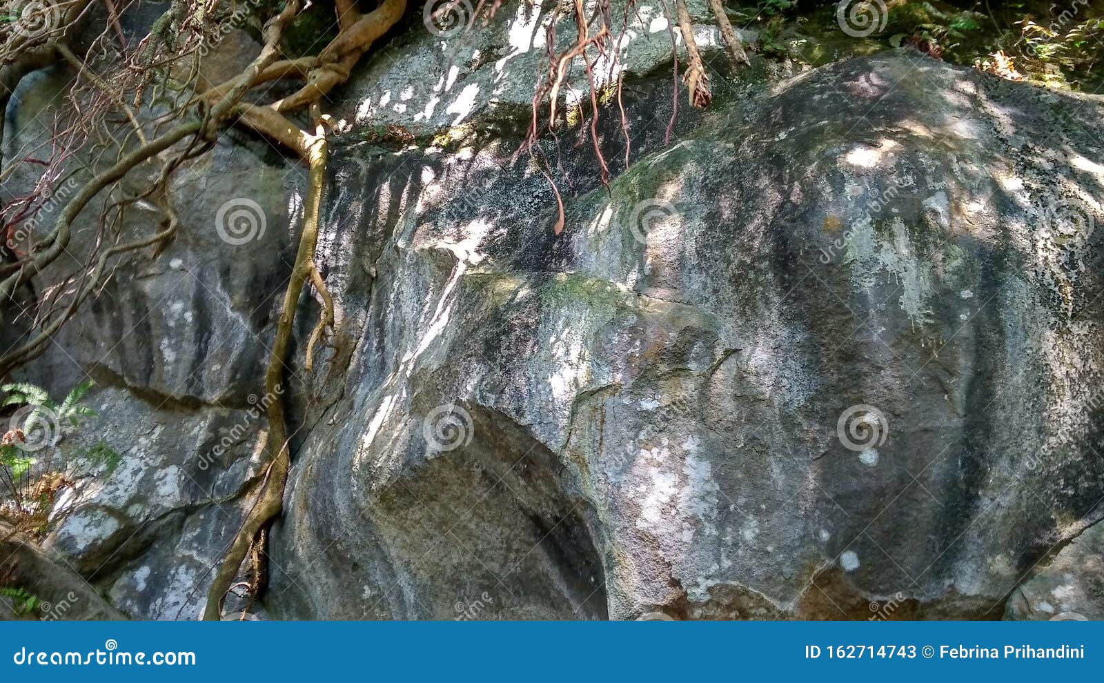 Long Tree Roots from the Top of the Cliff Stock Image - Image of ...