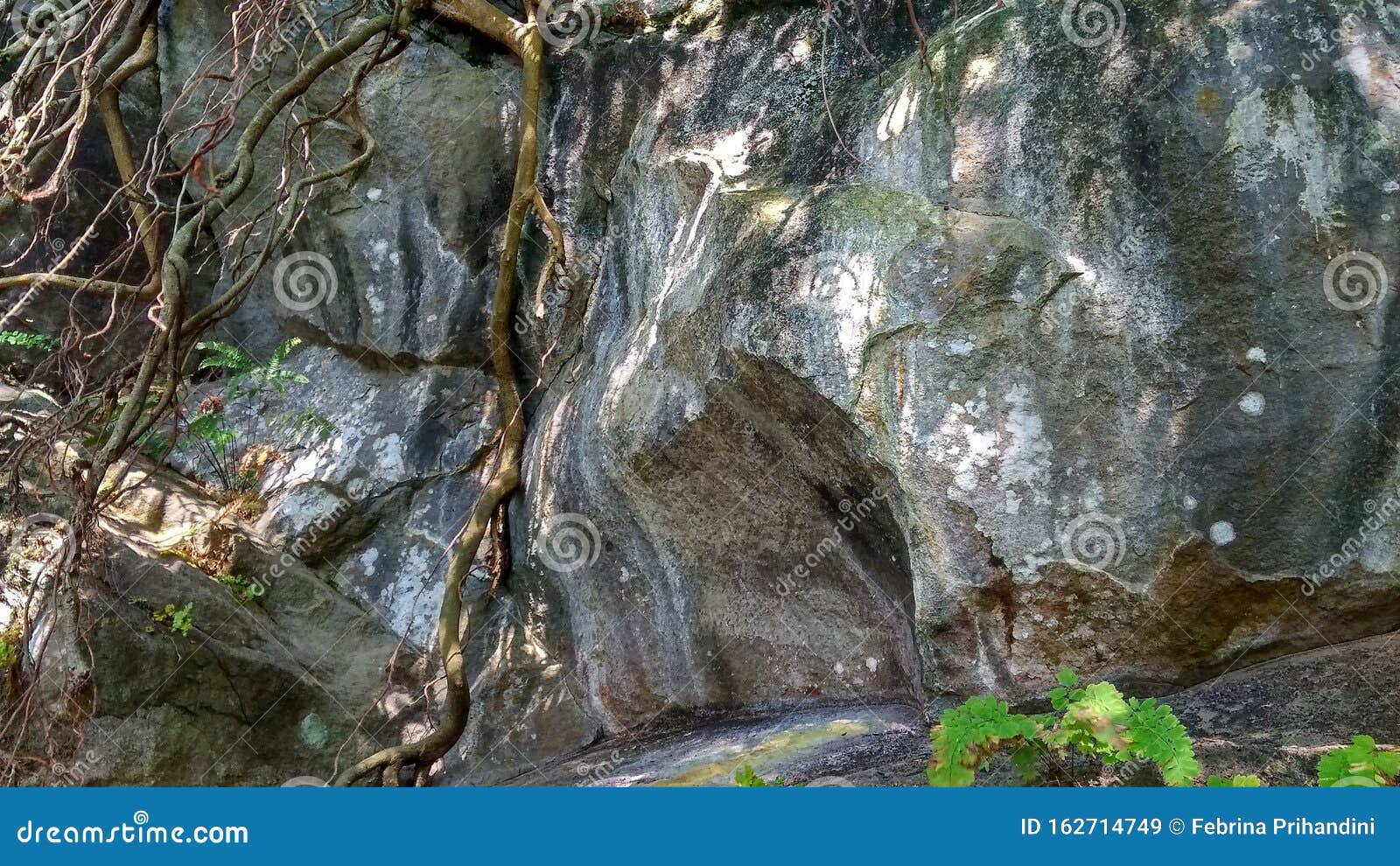 Long Tree Roots from the Top of the Cliff Stock Image - Image of fast ...
