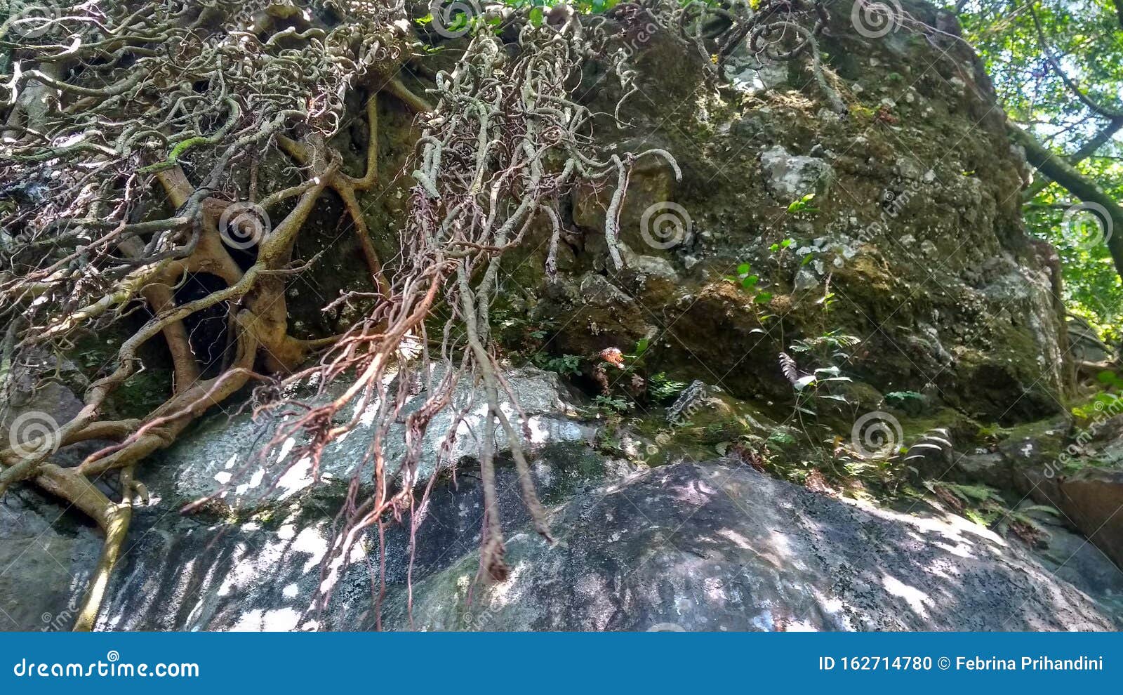 Long Tree Roots from the Top of the Cliff Stock Photo - Image of path ...