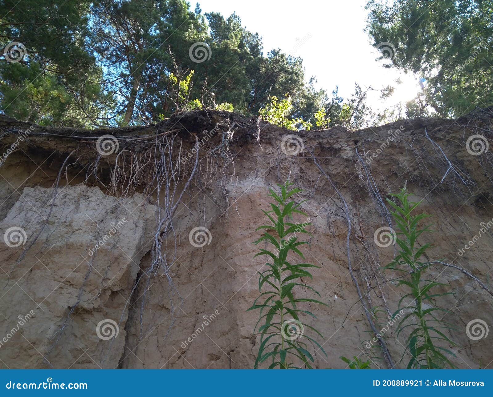 Long Tree Roots on a Washed Out Cliff the Soil Collapsed Stock Image ...