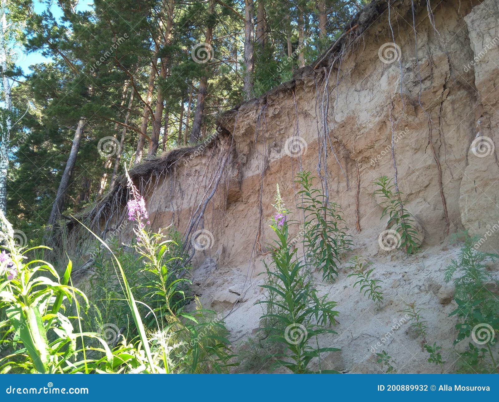 Long Tree Roots on a Washed Out Cliff the Soil Collapsed Stock Photo ...