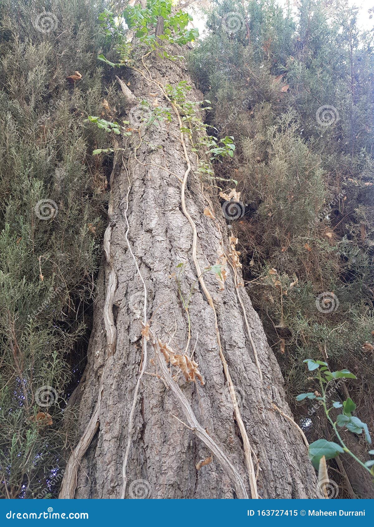 Long Tree with Small Branches Stock Image - Image of small, nature ...