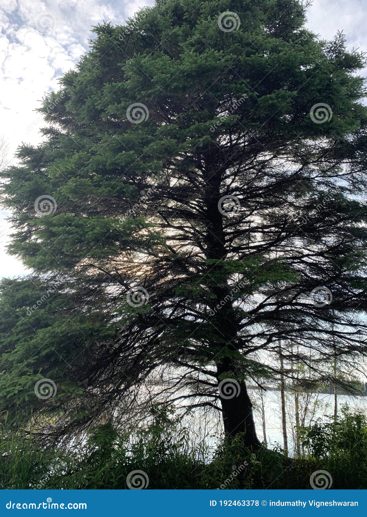 Long Tree Trunks Large Trees Toned Background. Design Basis Of A ...
