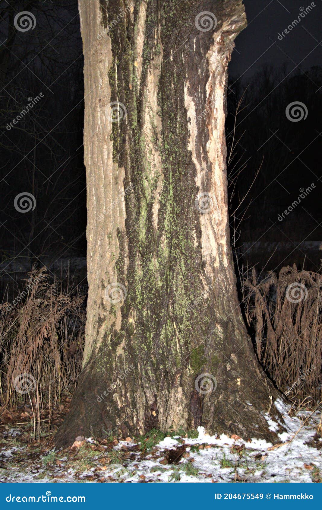 Long Tree Trunk on Black Background Stock Image - Image of black, tree ...
