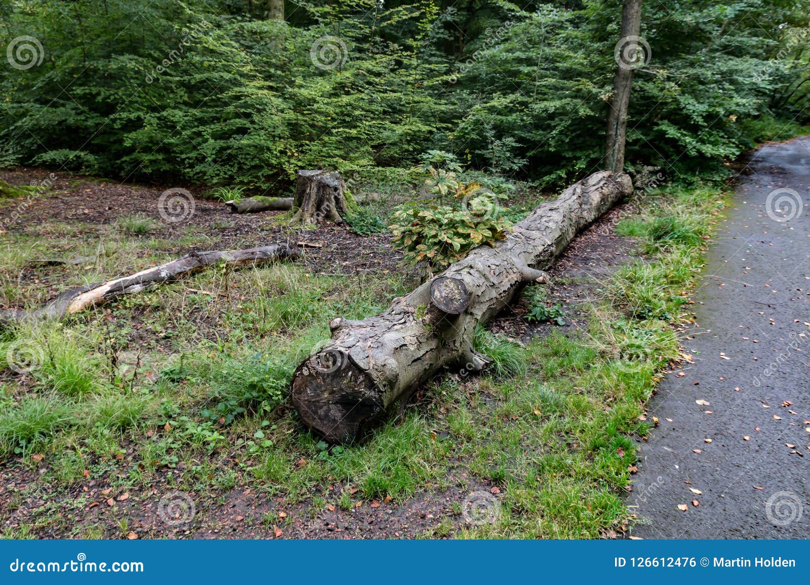 Long Tree Trunk stock photo. Image of country, tree - 126612476