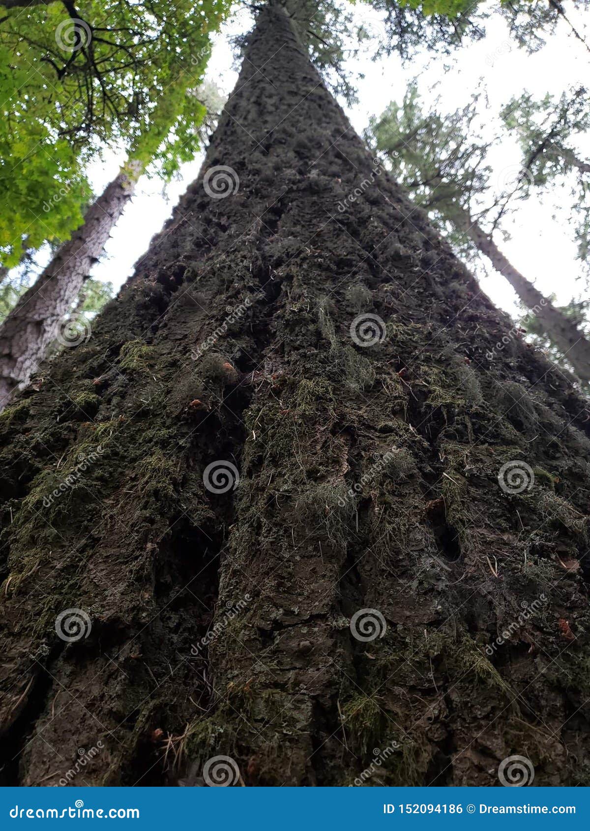 The Long Tree Trunk in Nature Stock Photo - Image of pretty, long ...