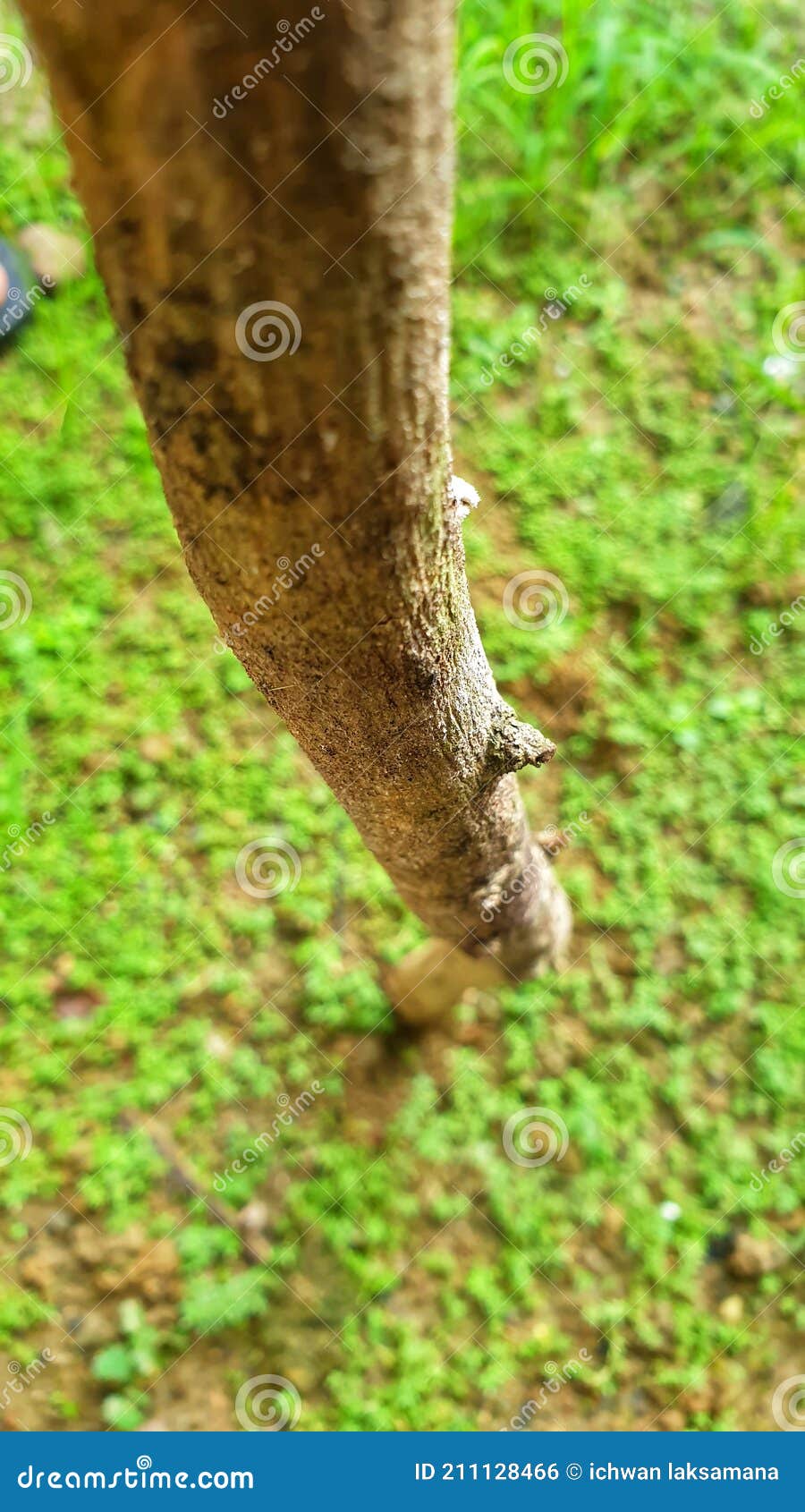 Long Tree Trunk with Small Grass Stock Photo - Image of soil, branch ...