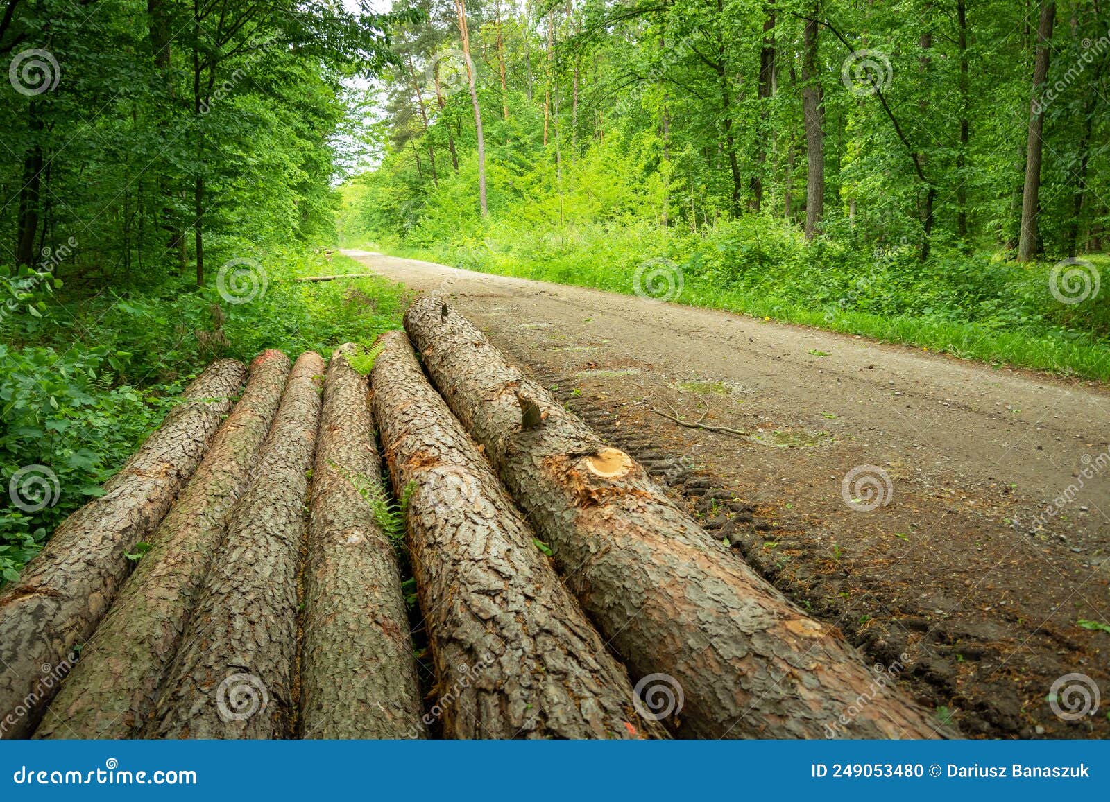 Long Tree Trunks Lying by the Road in the Forest Stock Photo - Image of ...