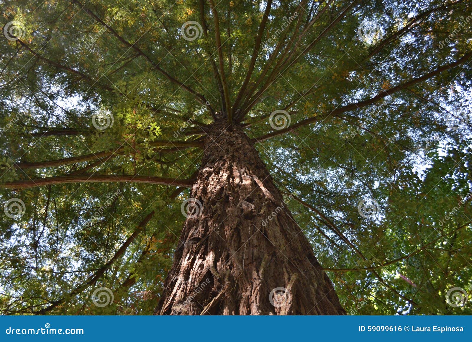 Long tree stock photo. Image of long, tree, village, great - 59099616