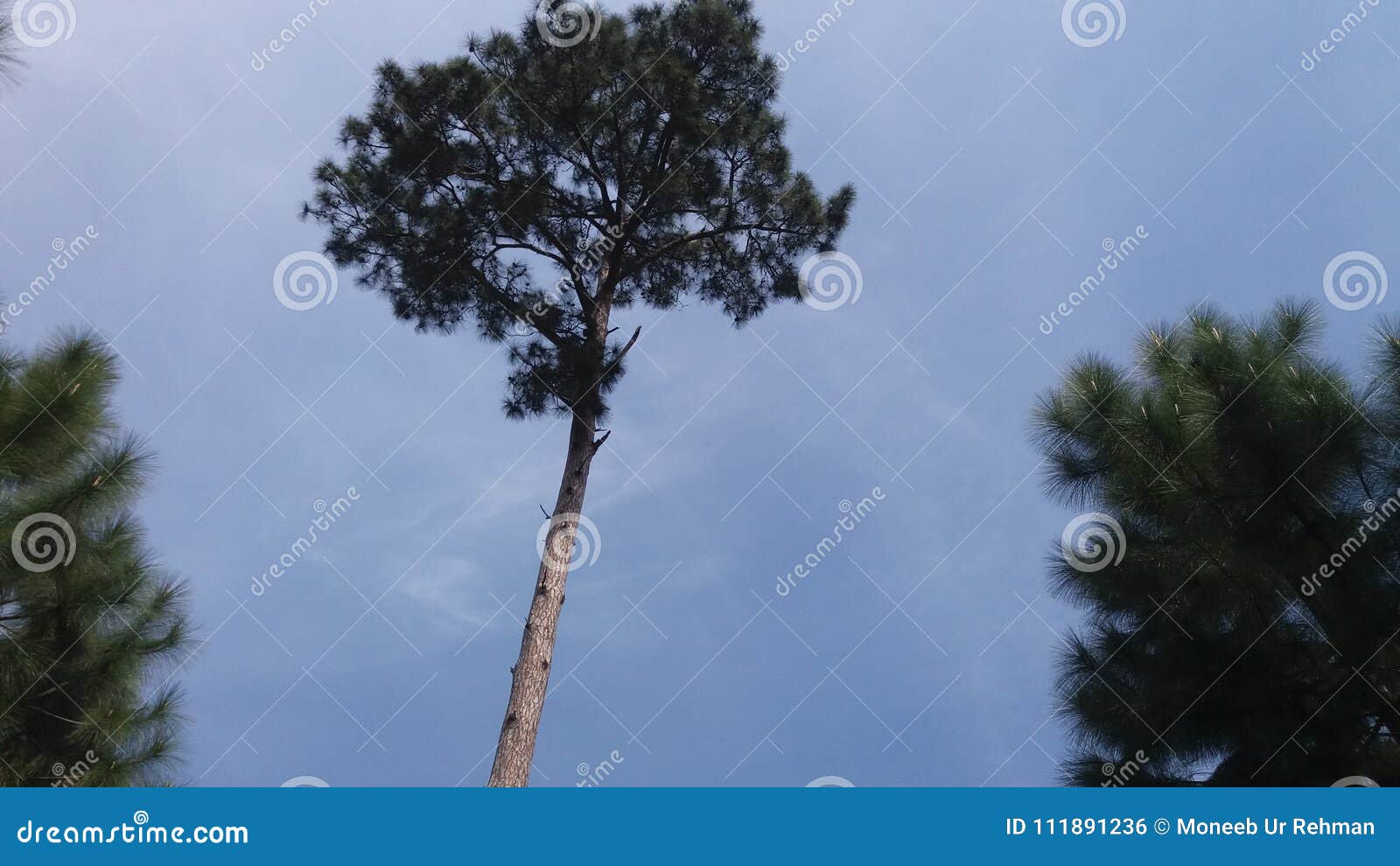 Long trees stock photo. Image of moneeb, long, bunch - 111891236