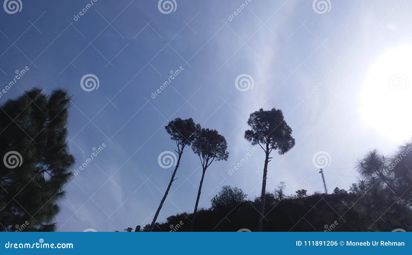 Long trees stock photo. Image of forest, pakistan, moneeb - 111891206