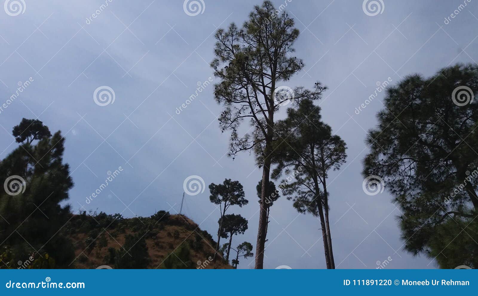 Long trees stock photo. Image of forest, trees, bunch - 111891220