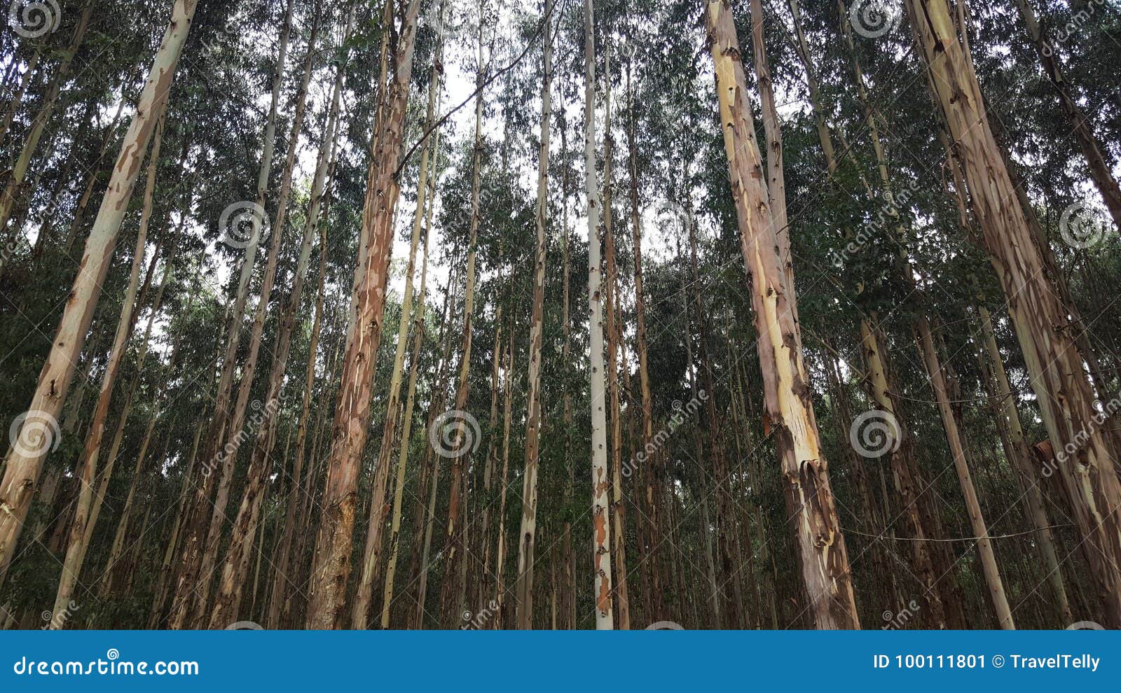 Long trees in a forest stock image. Image of green, drakensberg - 100111801