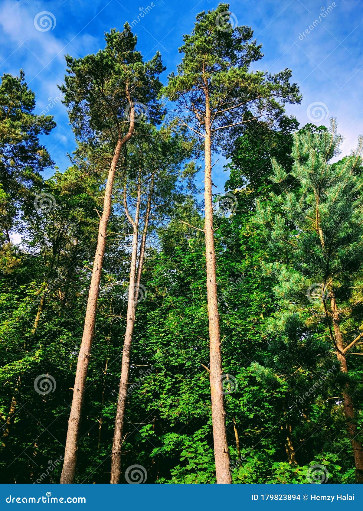 Long trees in the forest s stock photo. Image of forests - 179823894