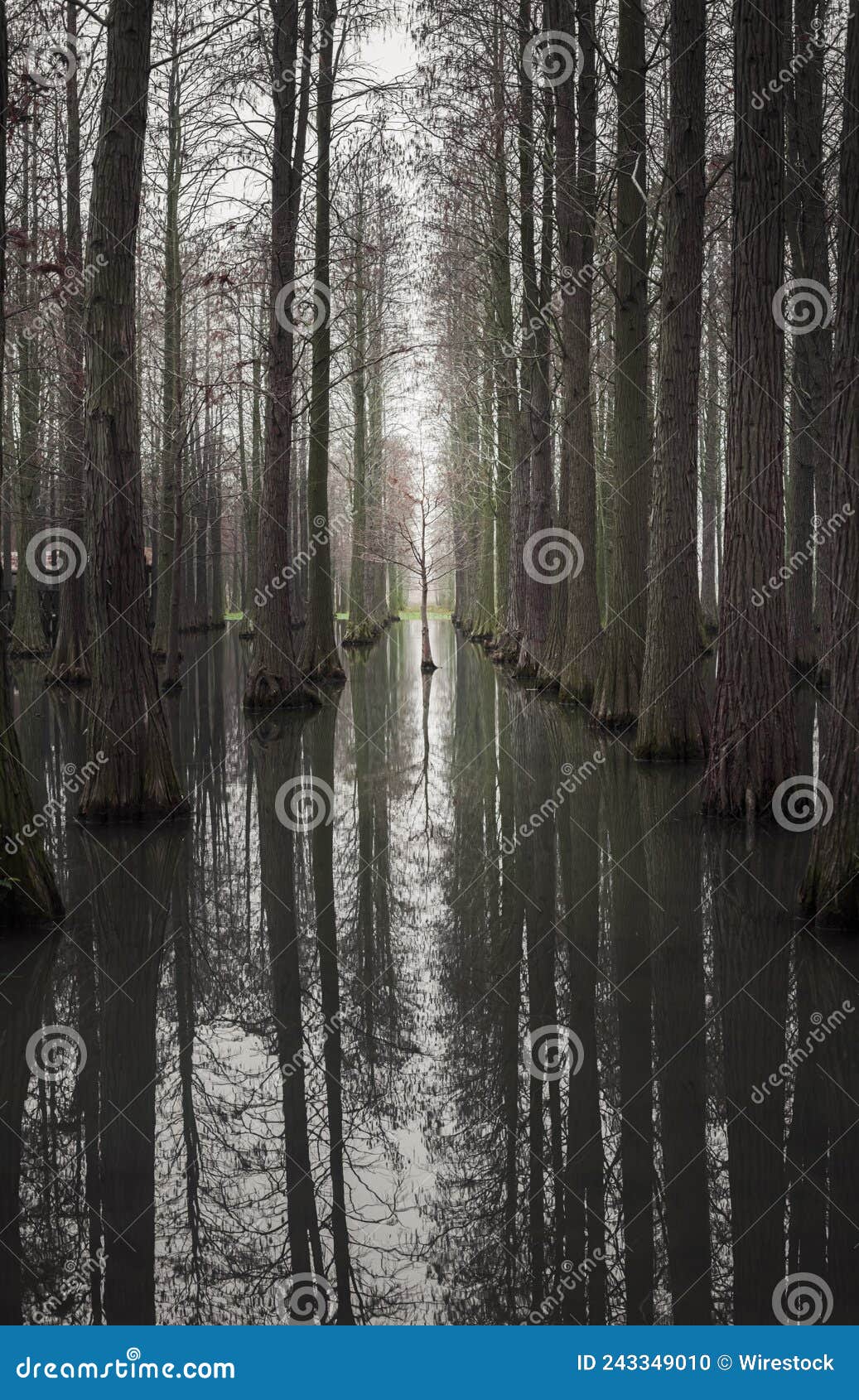 Long Trees of a Forest with Water Reflection Stock Photo - Image of ...