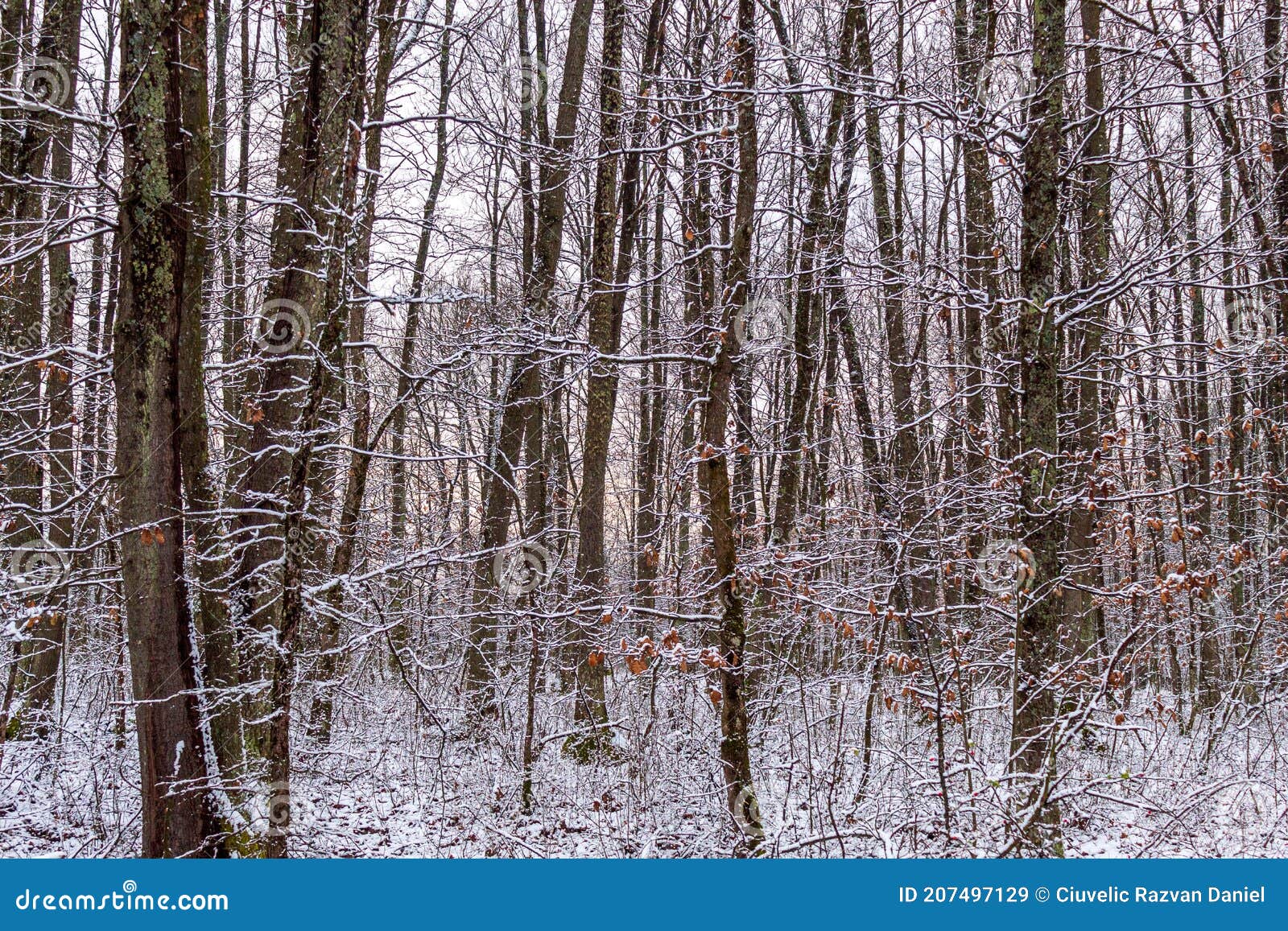 Long Trees Full of Snow in the Forest Stock Image - Image of nature ...