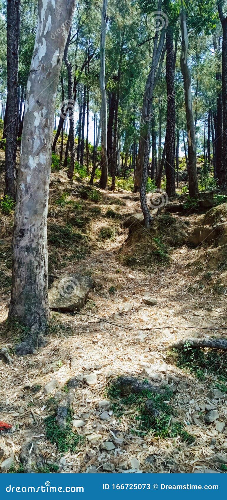 Long trees in the jungle stock image. Image of meme - 166725073