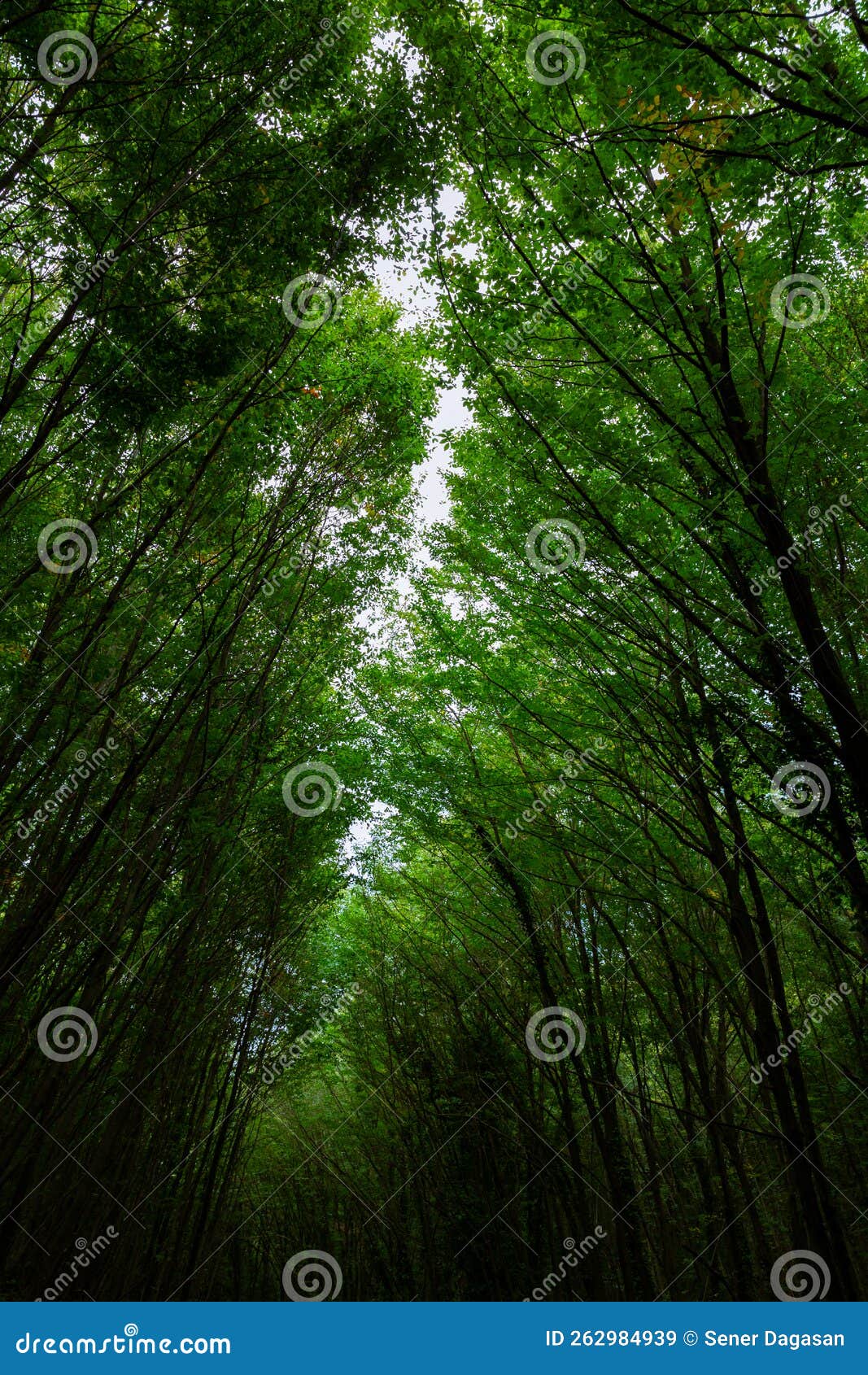 Long Trees in a Lush Forest. Carbon Net Zero Vertical Concept Photo ...