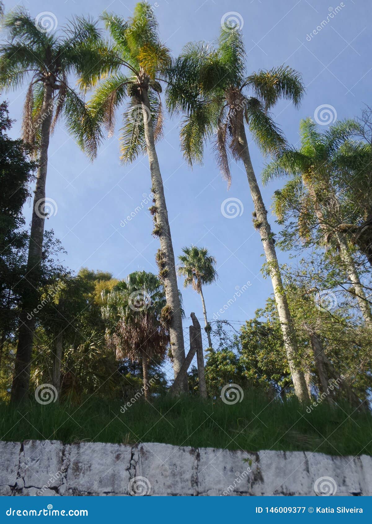 Long trees stock image. Image of palm, long, trees, tall - 146009377
