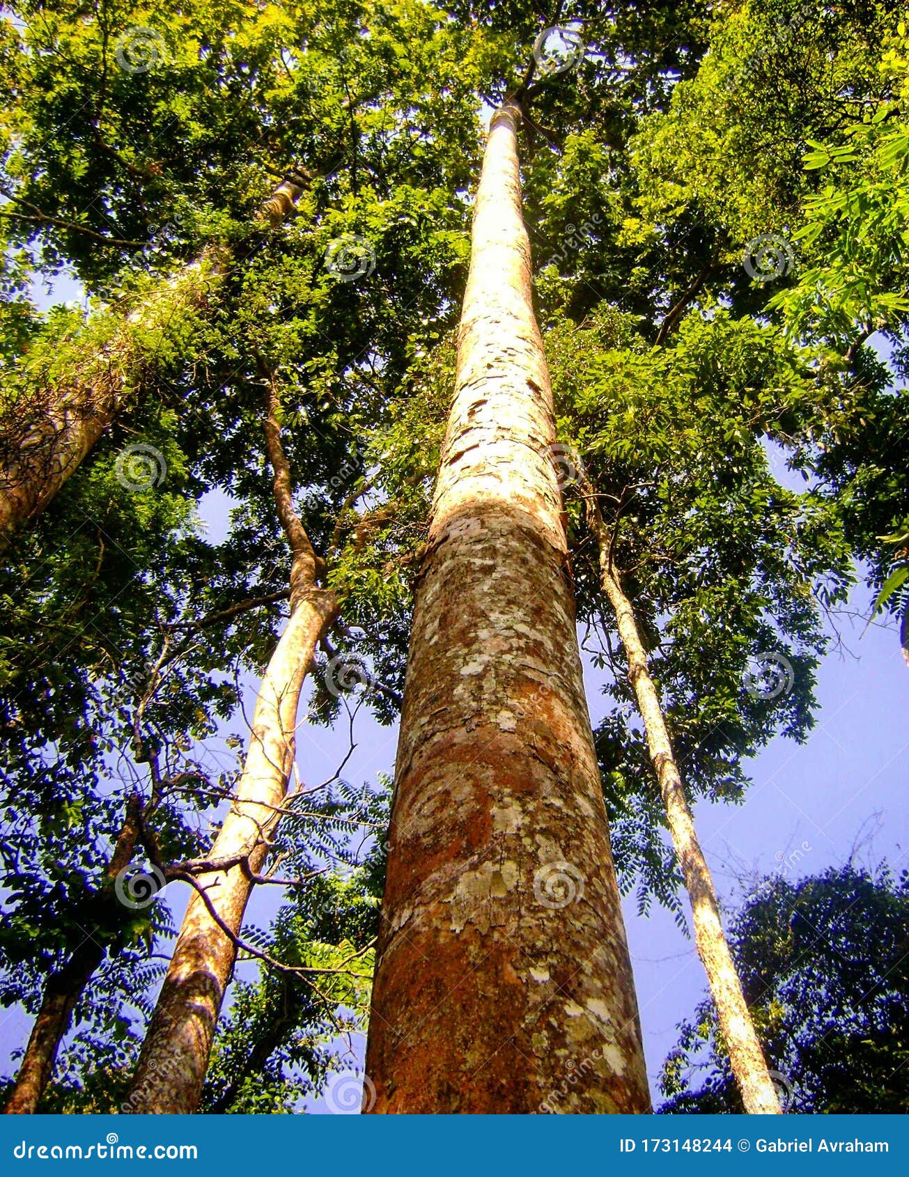 Long Trees in Wild Russian Forest Stock Photo - Image of forest, long ...