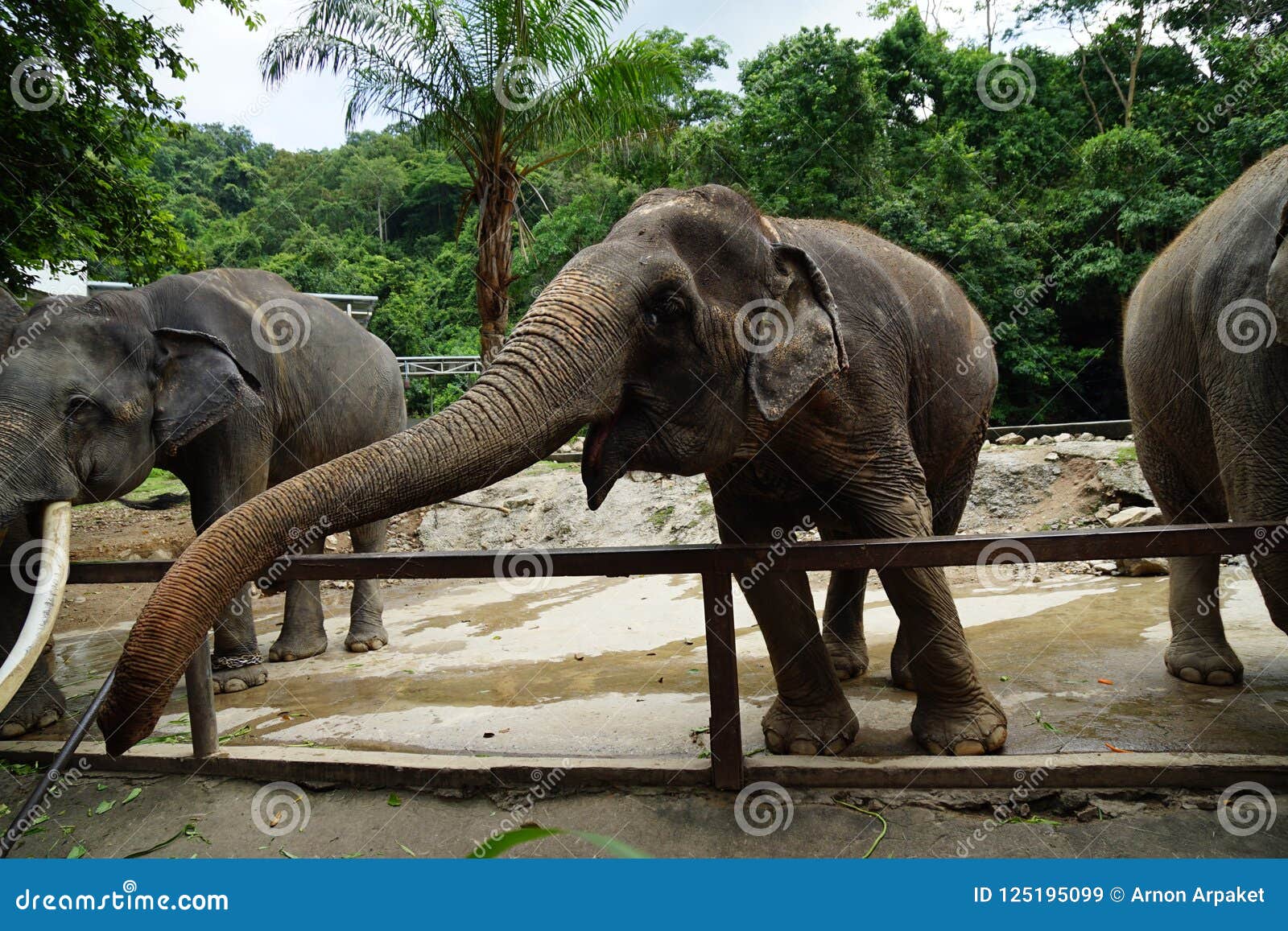 Long trunk thai elephant stock image. Image of asia - 125195099