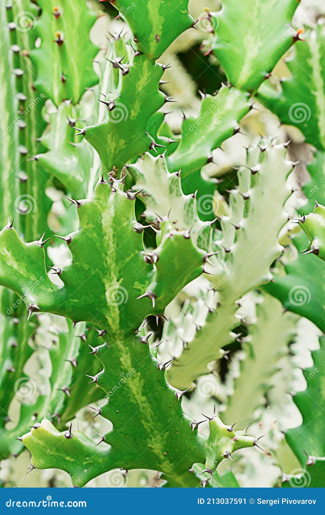 Long Trunks Royalty-Free Stock Photography | CartoonDealer.com #223633415