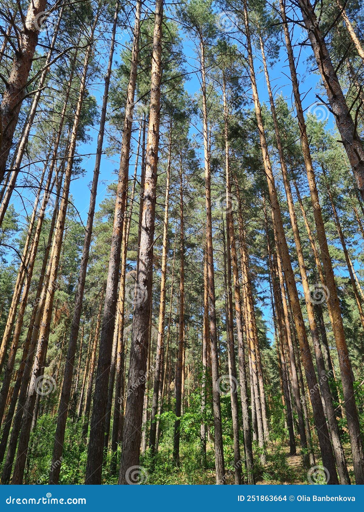 Long Trunks Royalty-Free Stock Photography | CartoonDealer.com #223633415