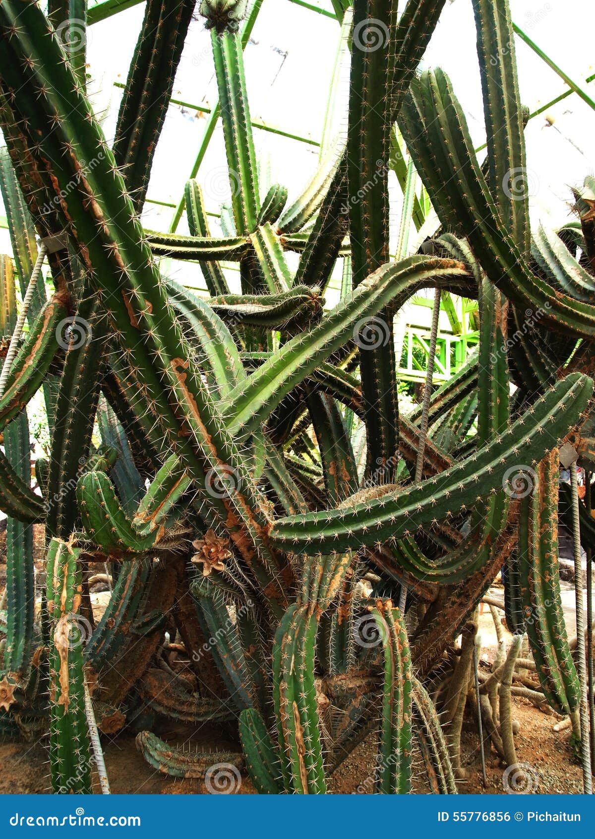 Long tubular cacti stock photo. Image of spiny, stems - 55776856