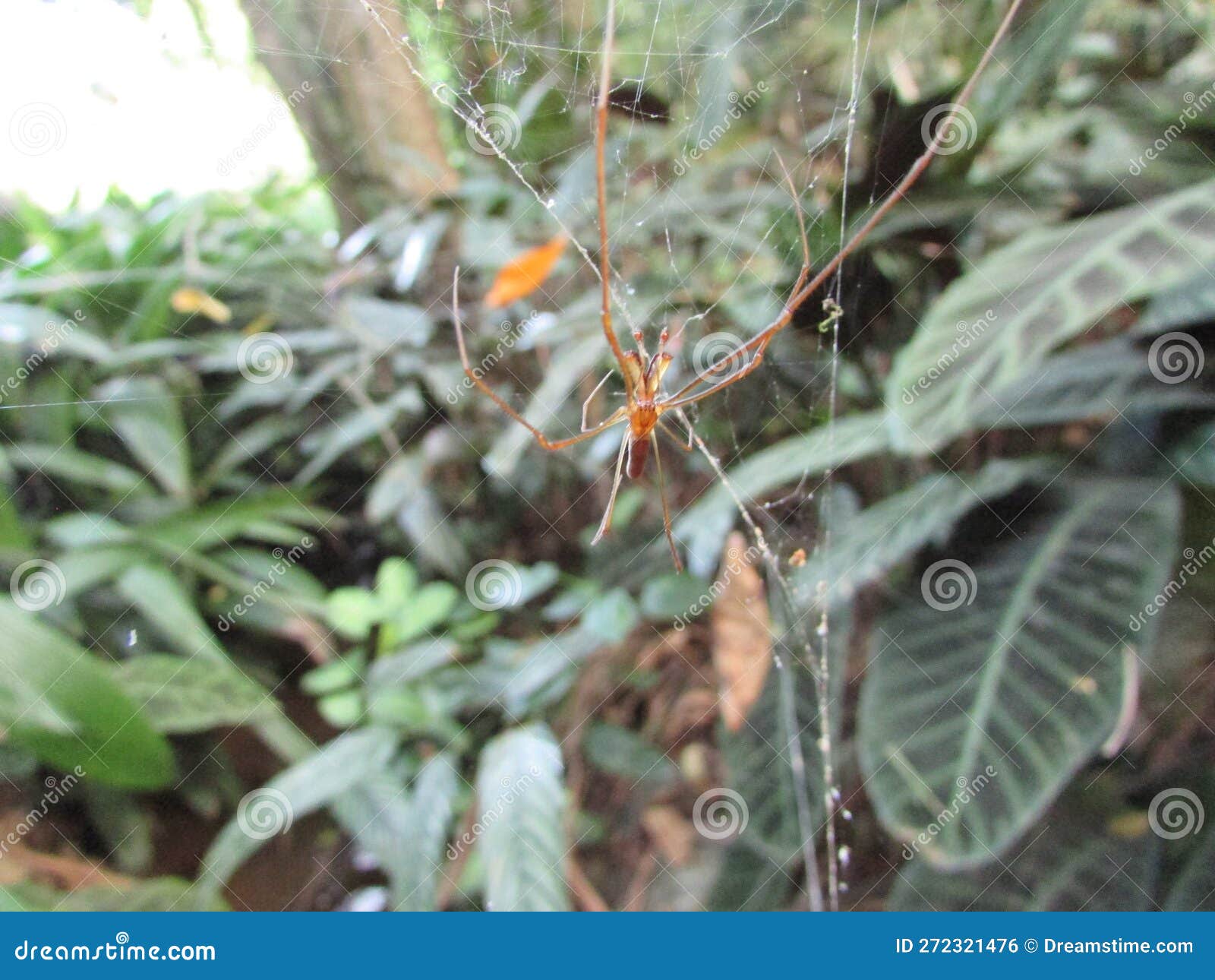 Long-tusked Spider (Tetragnatha) on Its Web in the Middle of the ...