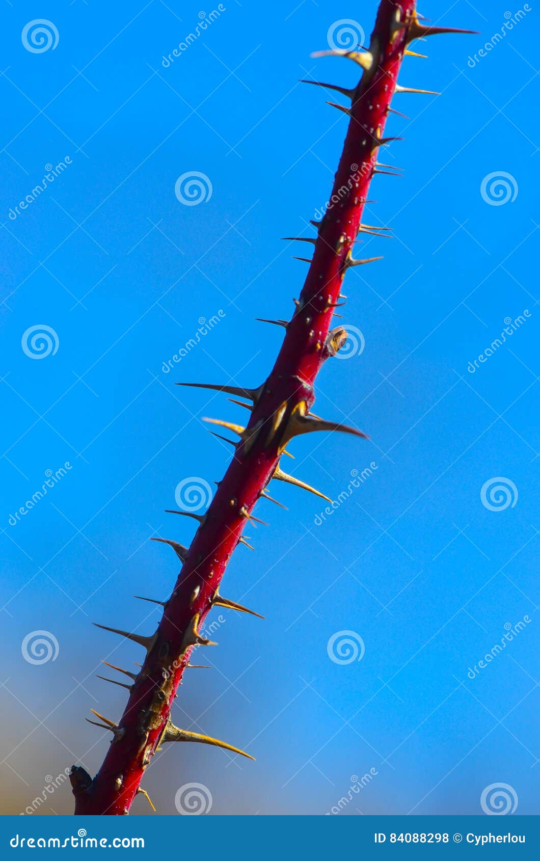 Long Twig Covered in Thorns Stock Photo - Image of nature, canada: 84088298