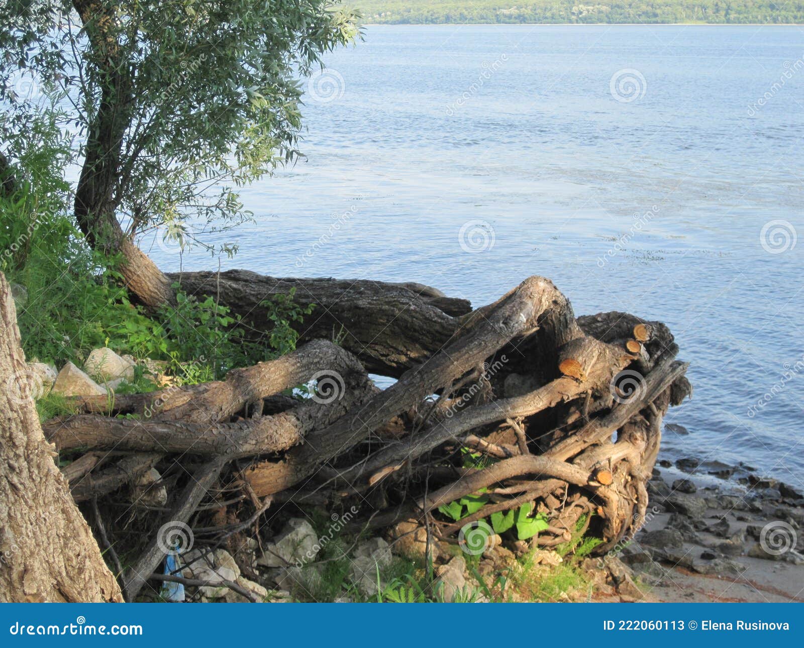 Tree Roots at the Water S Edge Stock Image - Image of water, branch ...