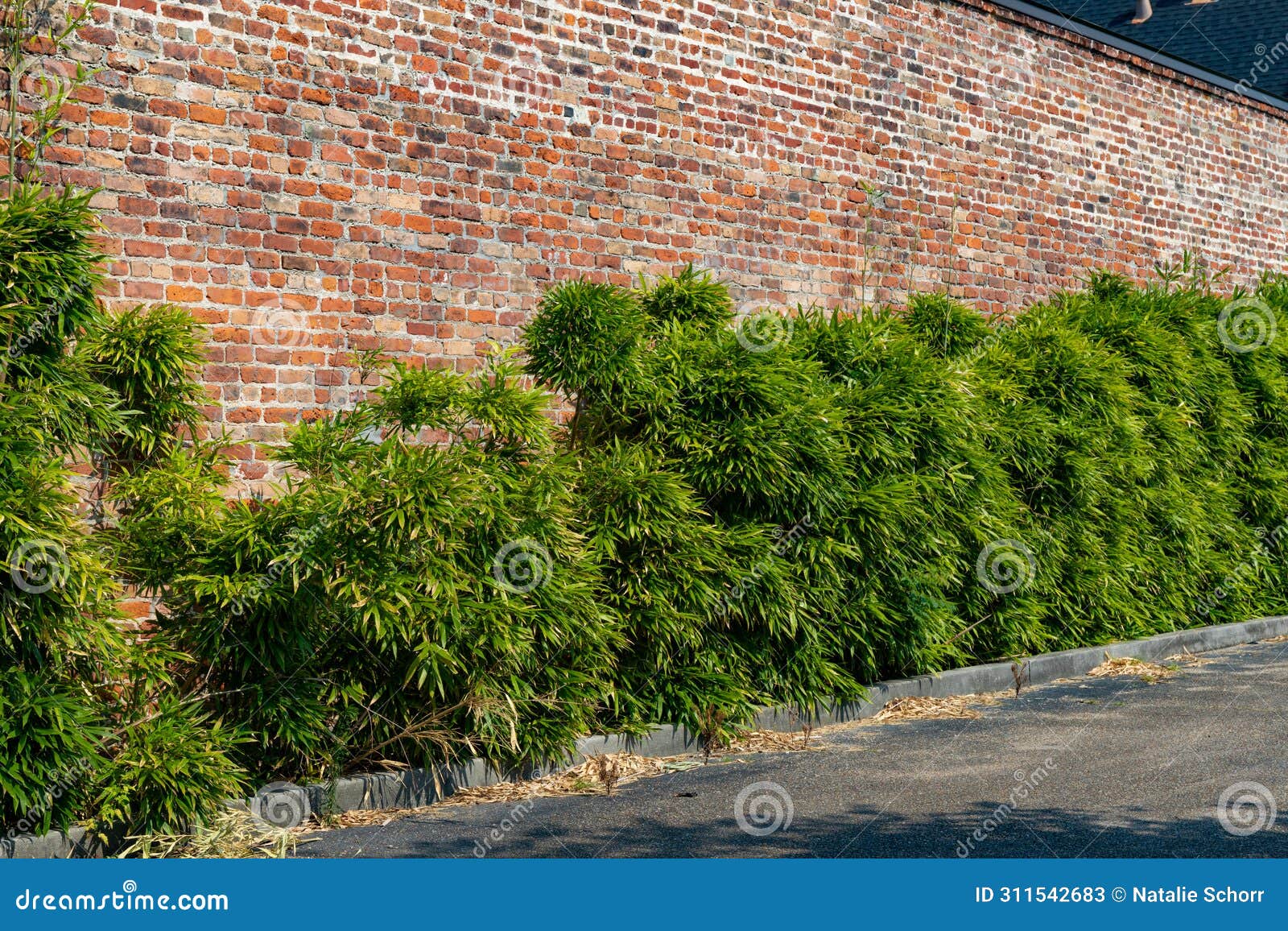 Long View of a Tall Retaining Wall with Old Rusticated Bricks and Leafy ...
