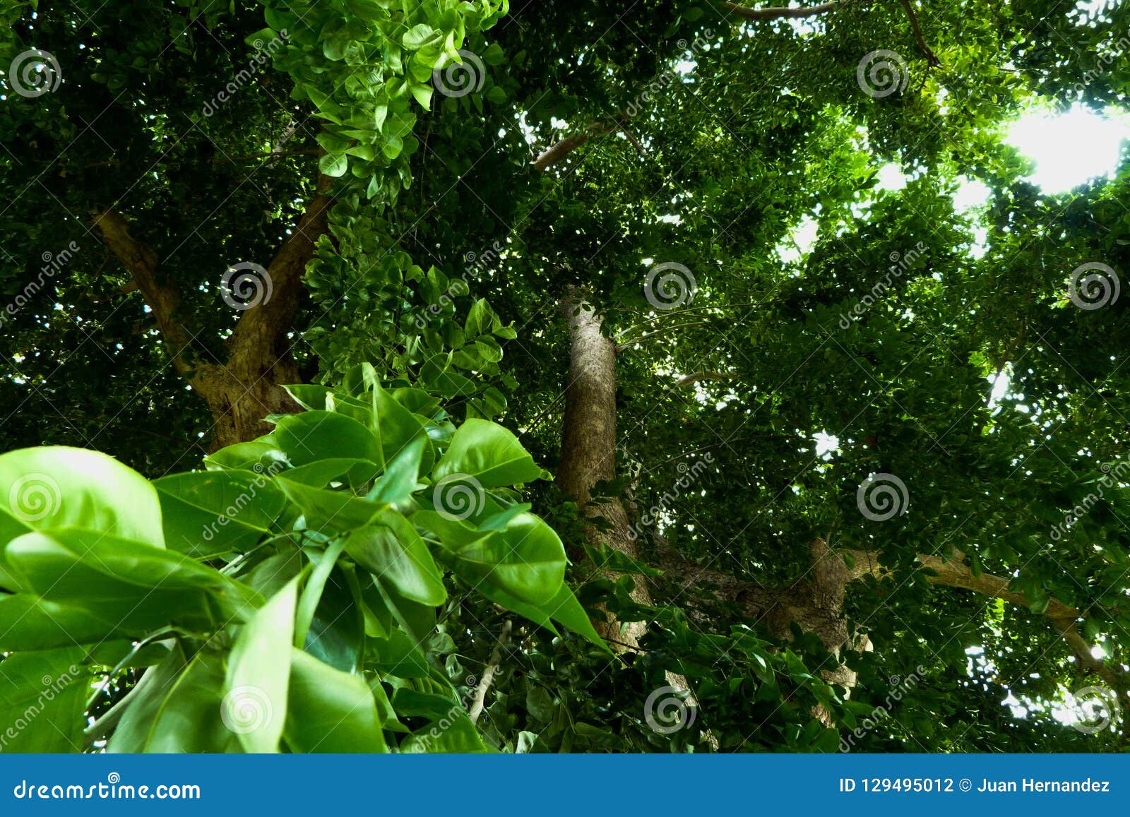 Vine from a tree stock photo. Image of hanging, long - 129495012