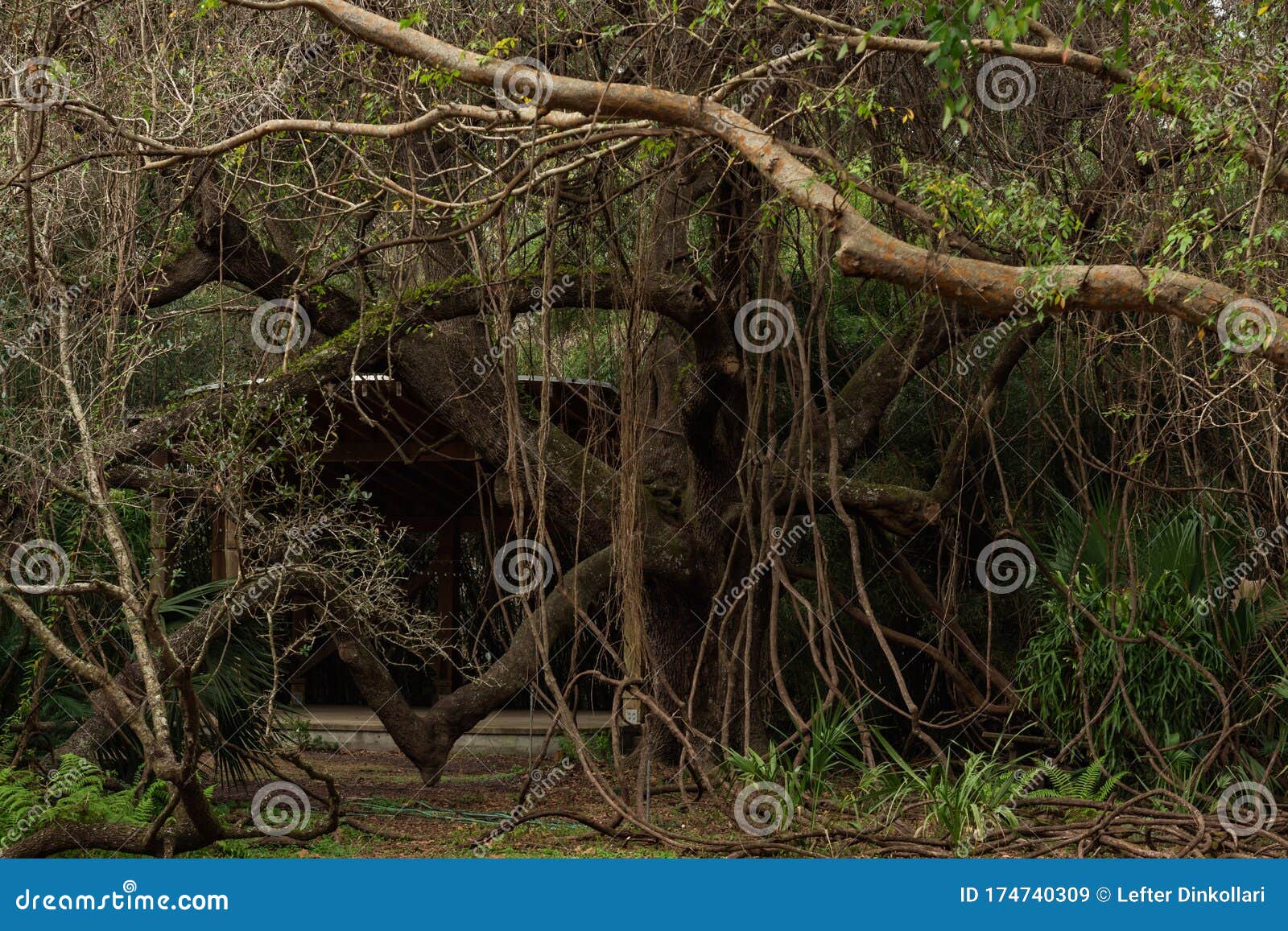 Long vine jungle big tree stock image. Image of bulrush - 174740309