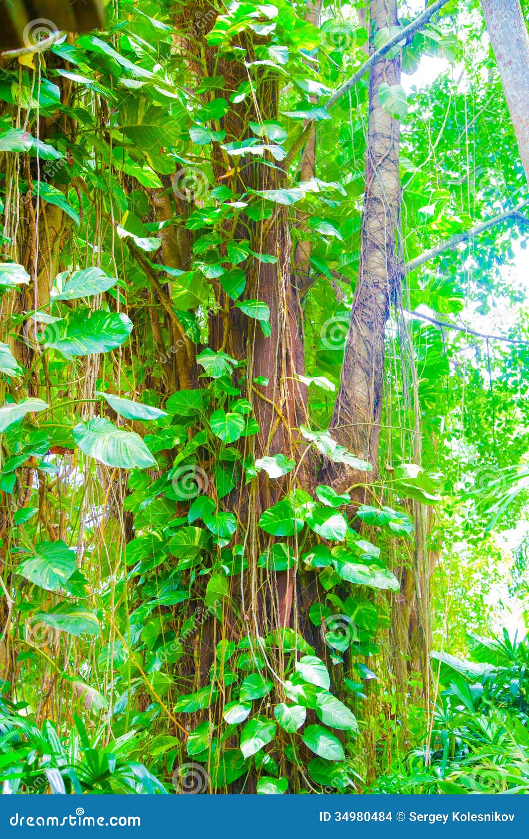 Long vines stock photo. Image of purple, beautiful, gorgeous - 34980484