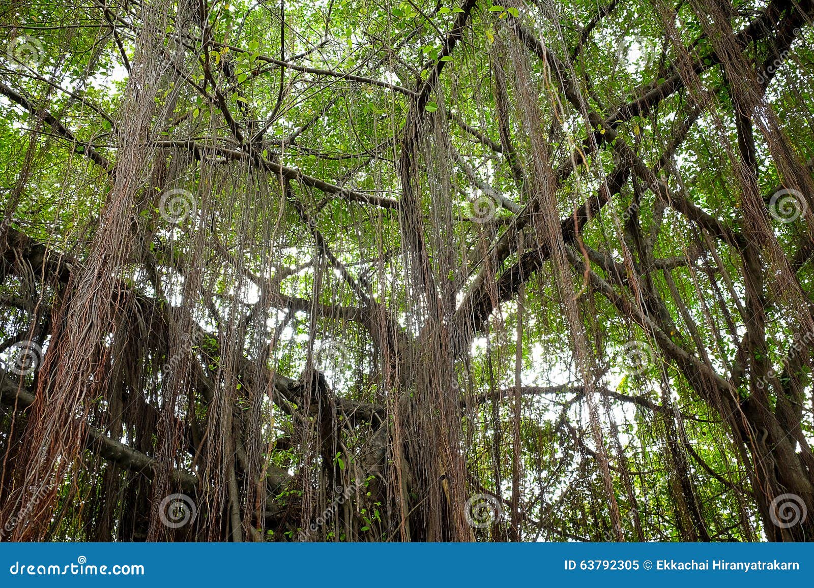 Long vines hanging stock image. Image of tropical, dominica - 63792305