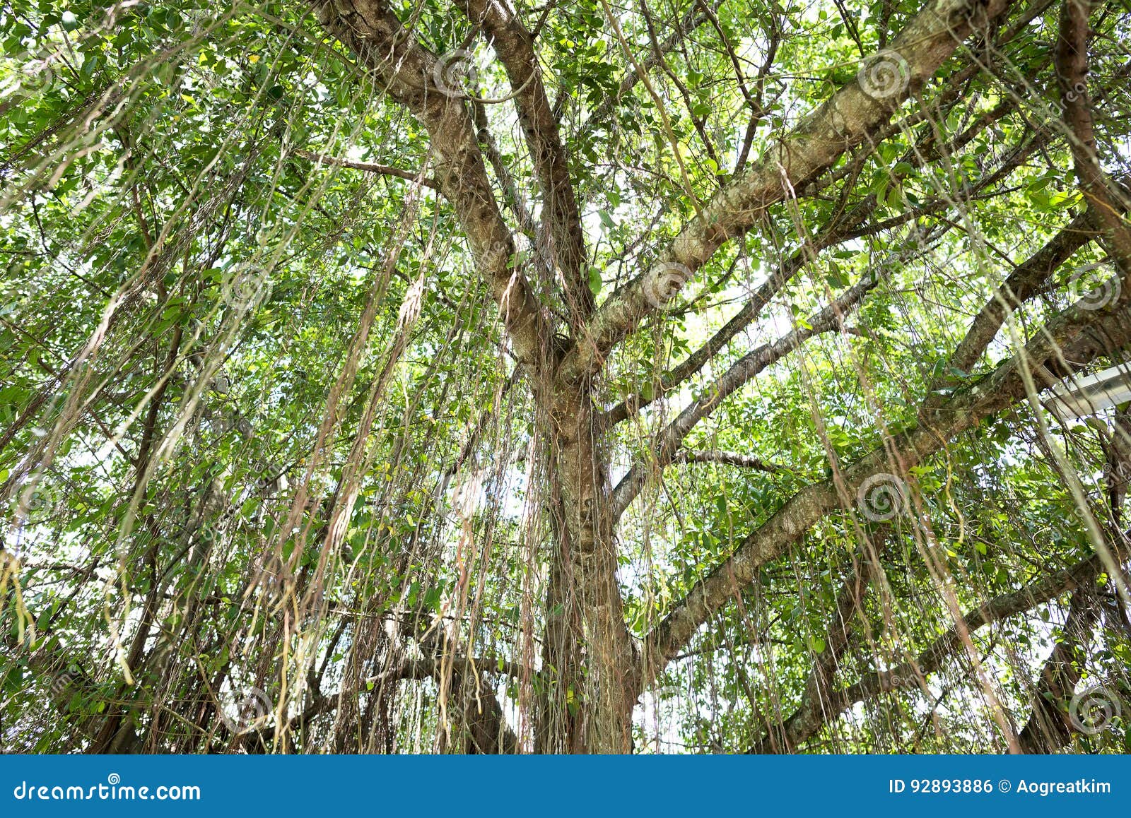 Long vines on a tree stock photo. Image of forest, bright - 92893886