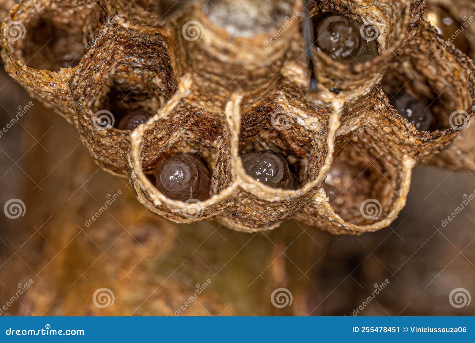 Long-waisted Paper Wasp Larvas Stock Image - Image of invertebrate ...