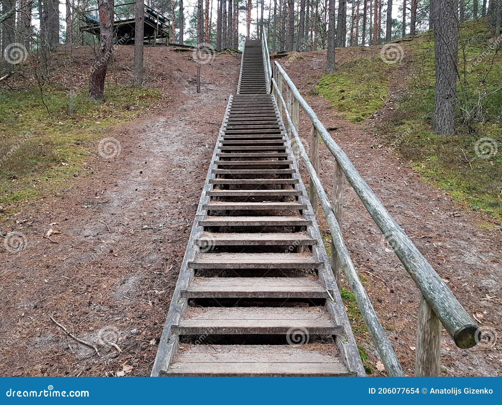 Long Walking Path Stairs for Walking in the Woods among the Dunes Stock ...